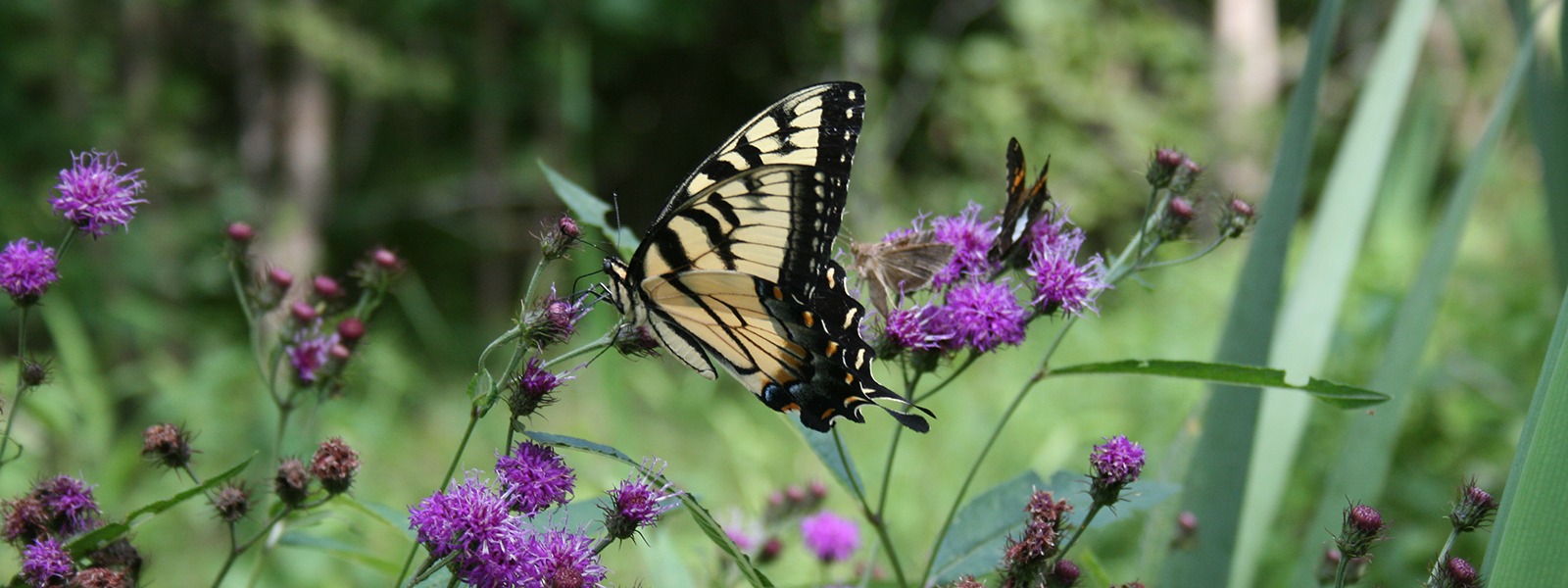 Native Vegetation & Pollinator Habitat
