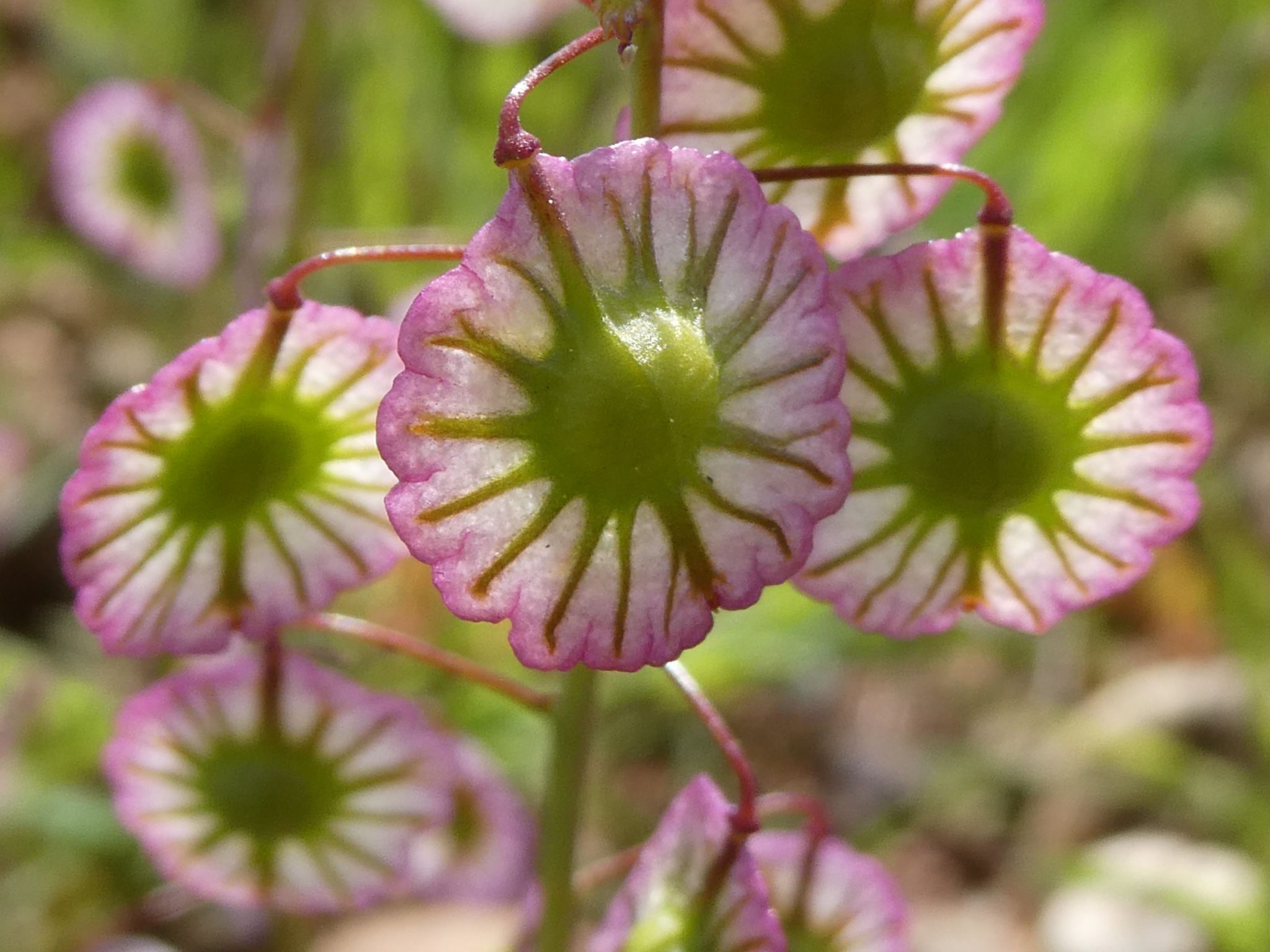 Daley Ranch Conservation Bank