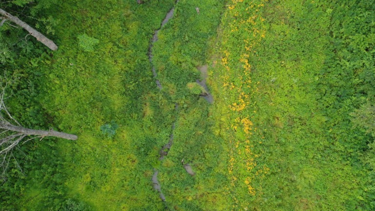 Buck Run Restoration Site I and II