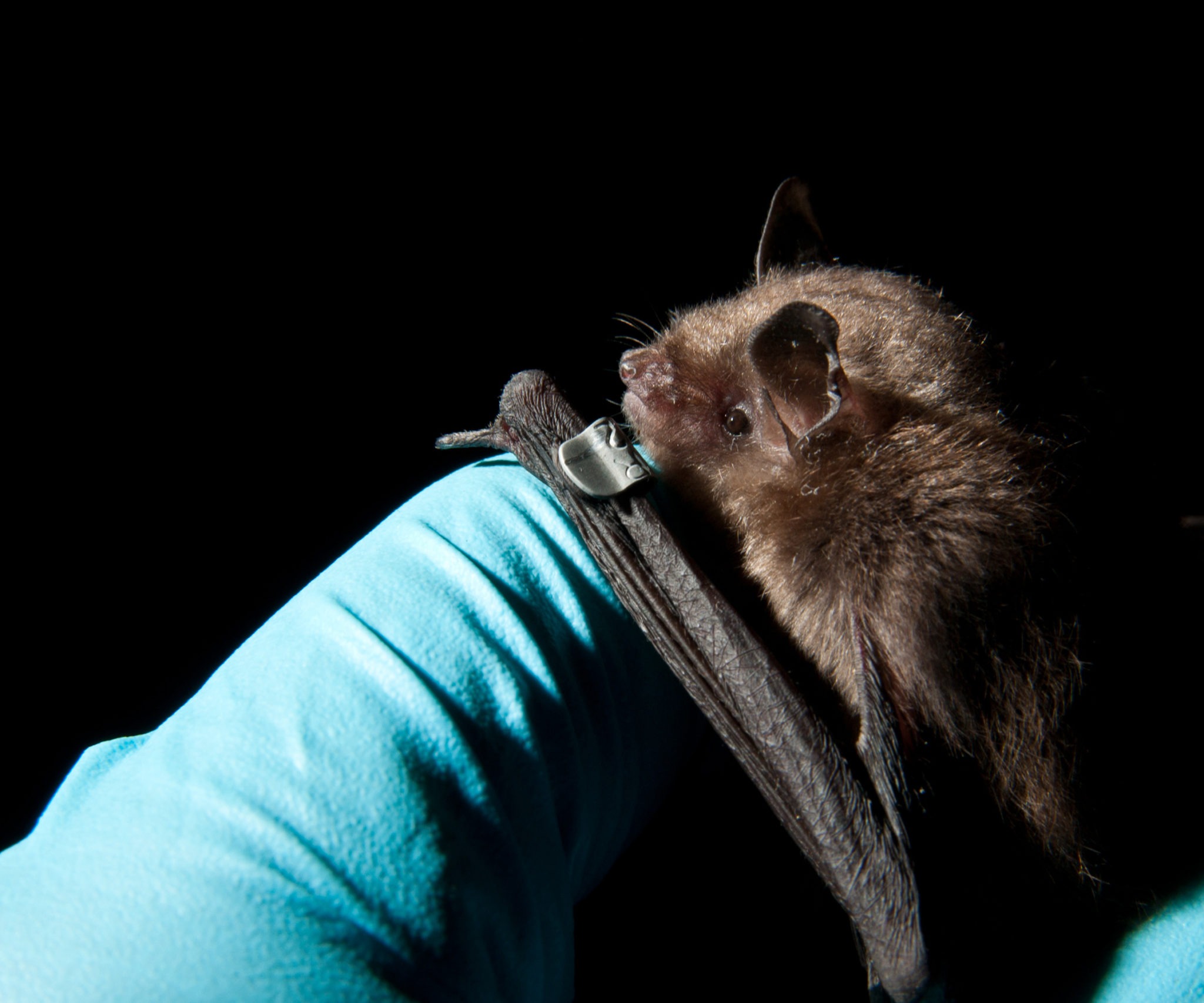 Indiana Statewide Bat Conservation Bank