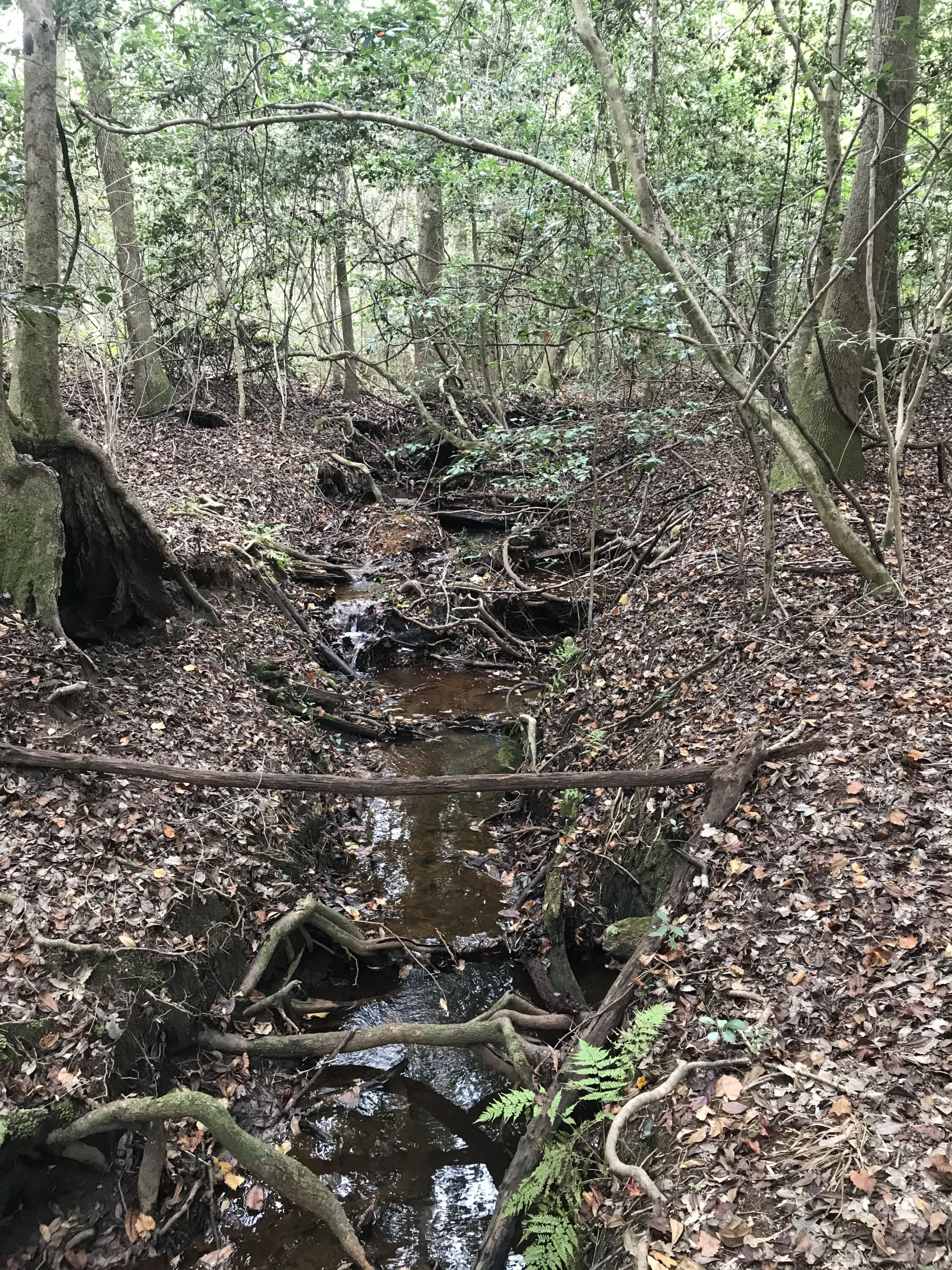 Swamp Fox Mitigation Bank