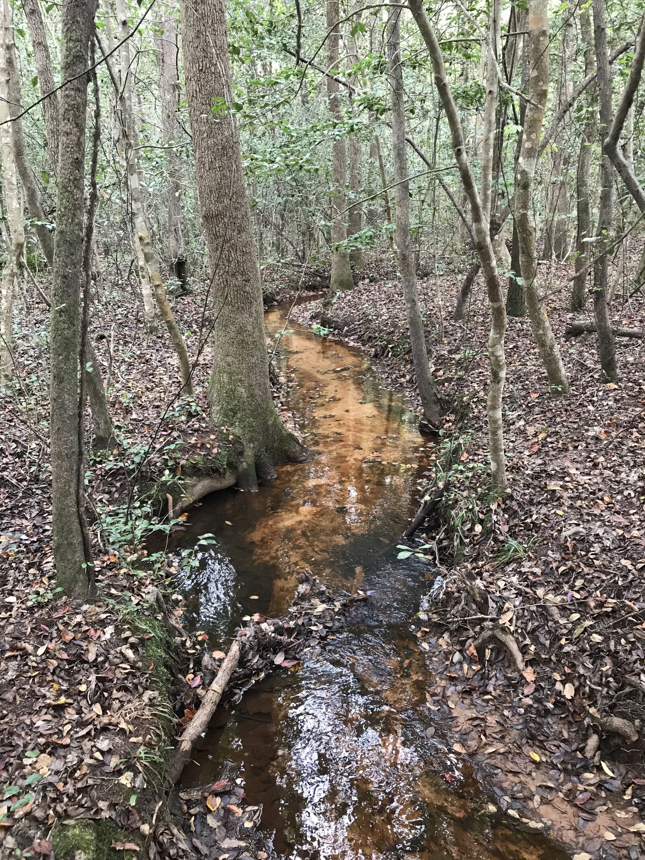 Swamp Fox Mitigation Bank