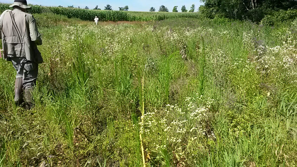 Consumer Energy Pipeline Corridor Wetland Monitoring