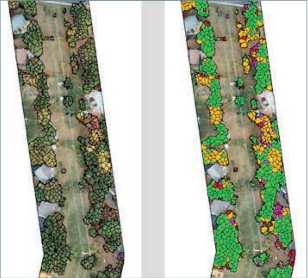 New York Hazard Tree Mapping