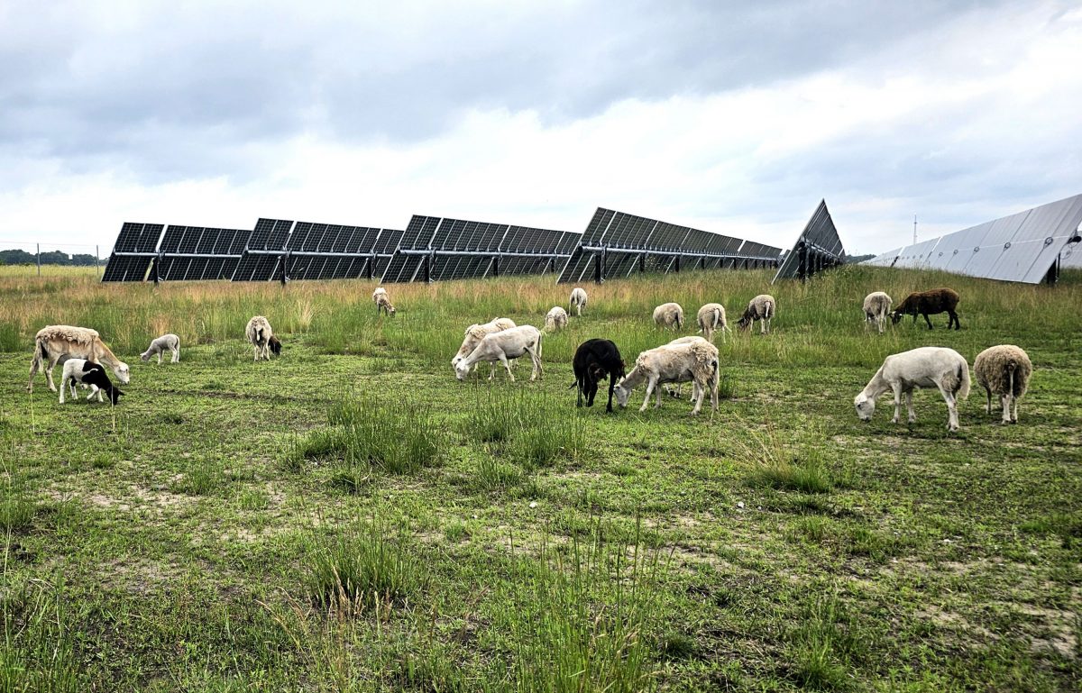 Mammoth Solar North