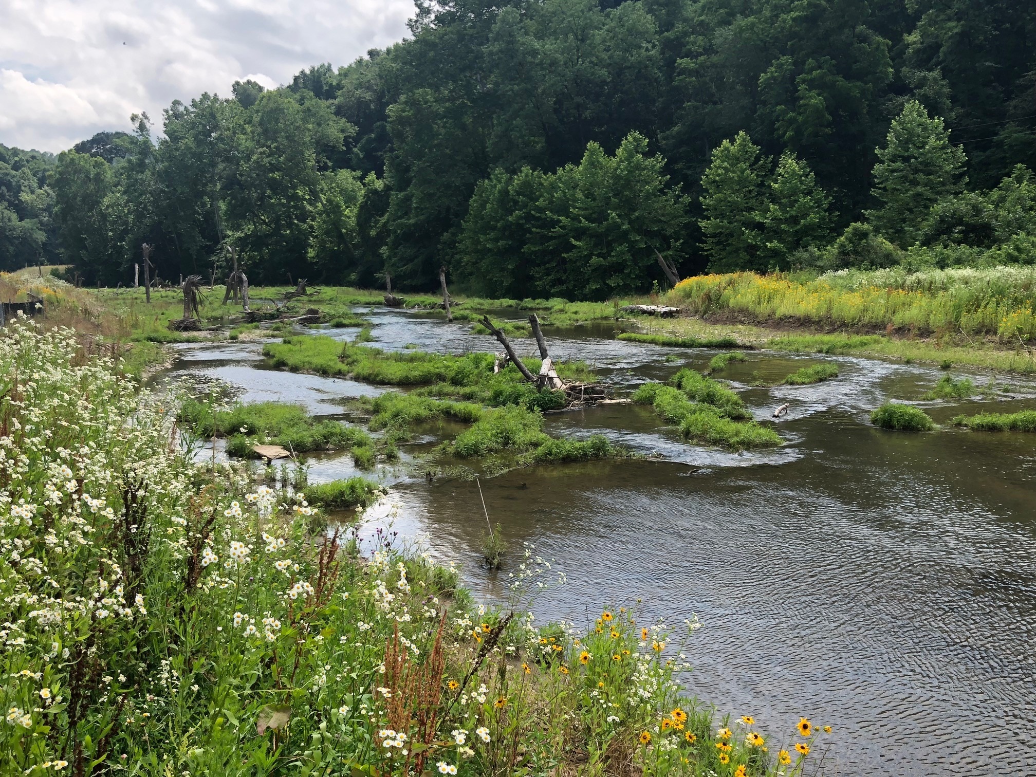 Environmental Mitigation